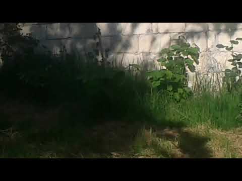 Həyətdə  olan   koramal   qorxuludu