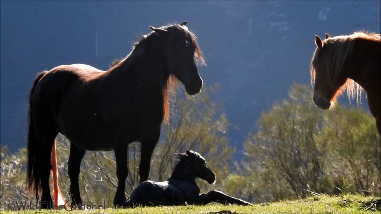 Yegua pariendo en la montaña - Mare giving birth to her foal in the ...