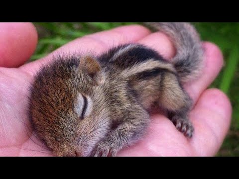 Rescued a squirrel child How to raise a squirrel baby? - YouTube