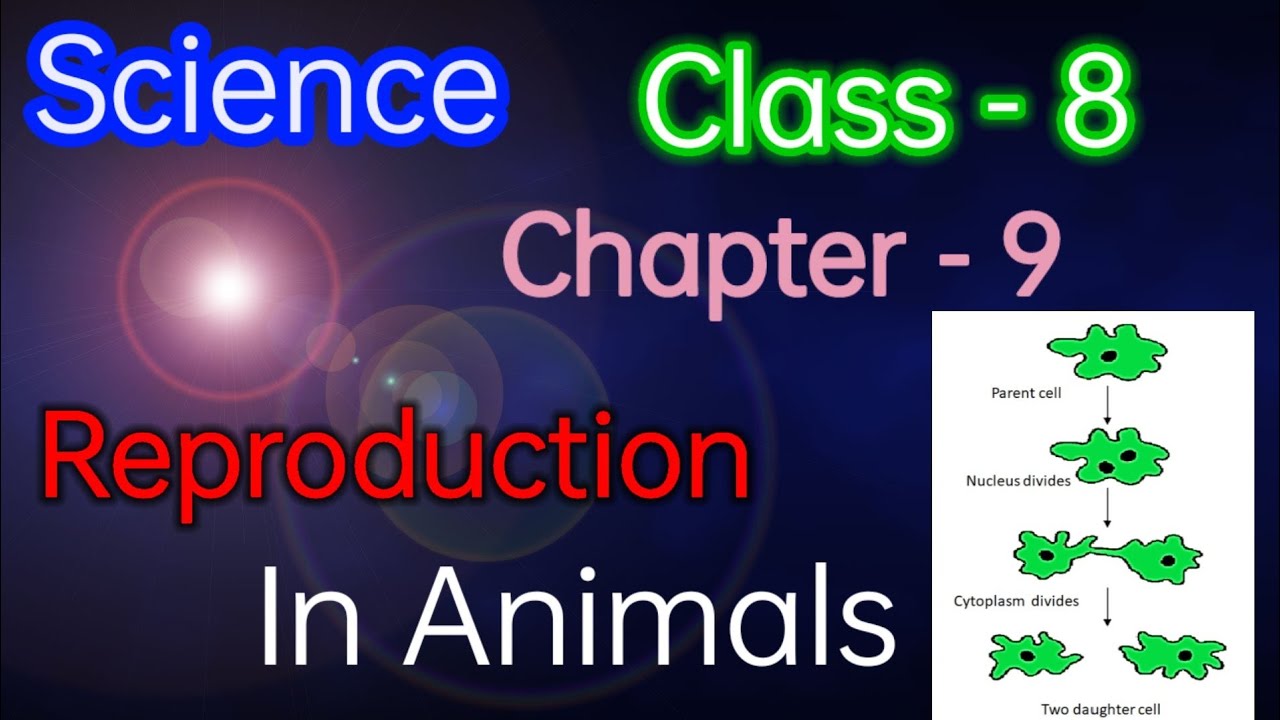 CBSE-NCERT:Class 8 Science-chapter:9 Reproduction In Animals,Keywords ...