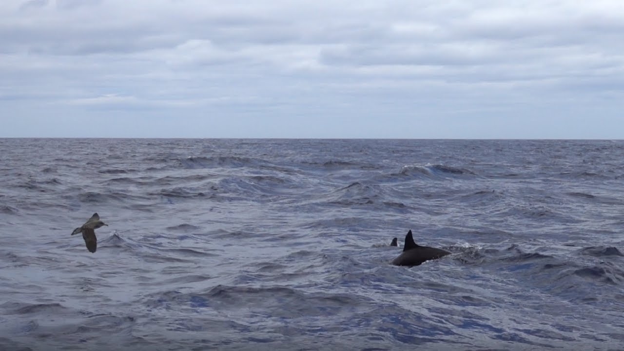 Swimming with dolphins at Sao Miguel, Azores, Portugal - YouTube