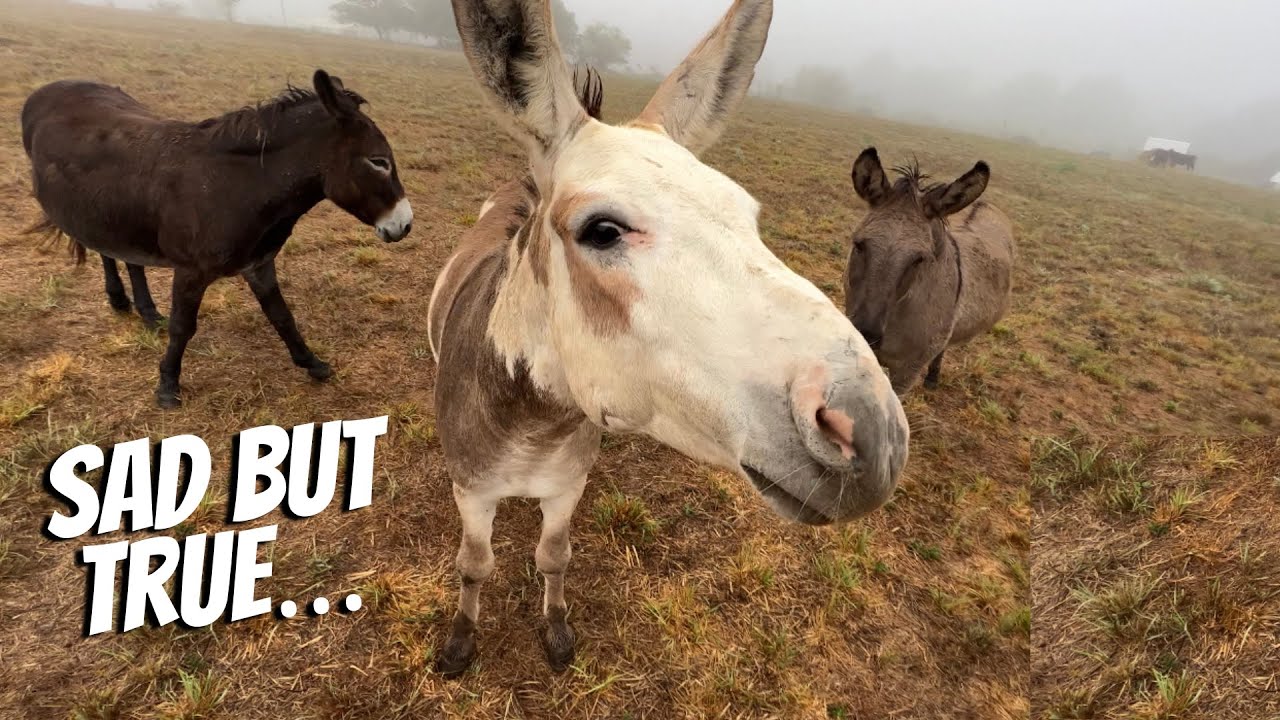 Devocalization of Our Donkeys… - YouTube