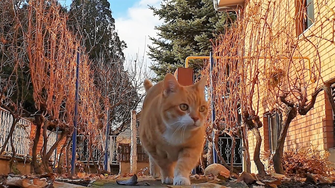 Time Travel Cat - YouTube
