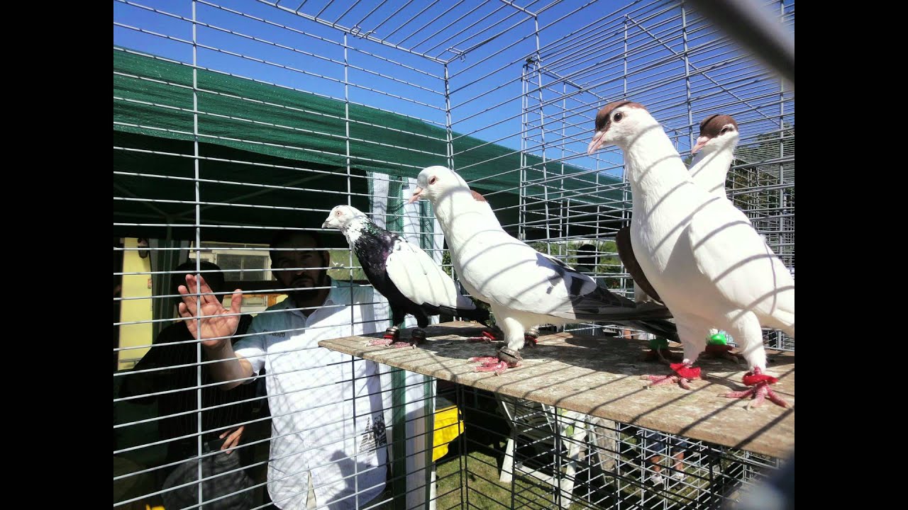 Kaftar Afghani Afghaanse duiven Afghan Pigeons Afghanische Tauben Show ...