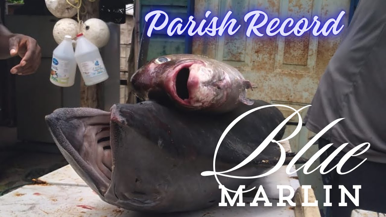 Record Breaking Blue Marlin caught by Gussy & Brothers | congrats Sir ...