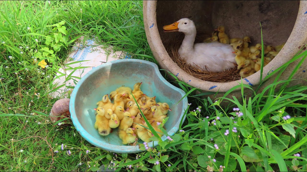 Amazing Pekin Duckling Hatching From Eggs - Nee Lovely Baby Duck Born ...