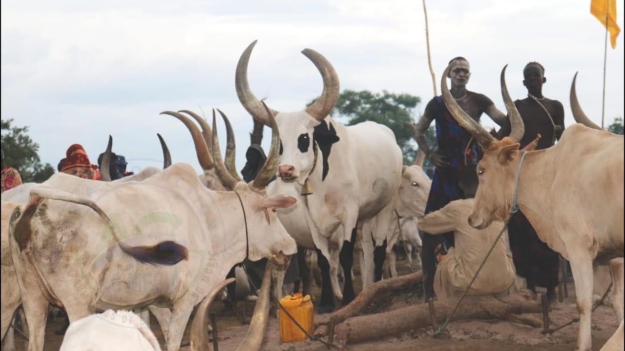 Jieng Bor Documentary at Cattle Camp - YouTube