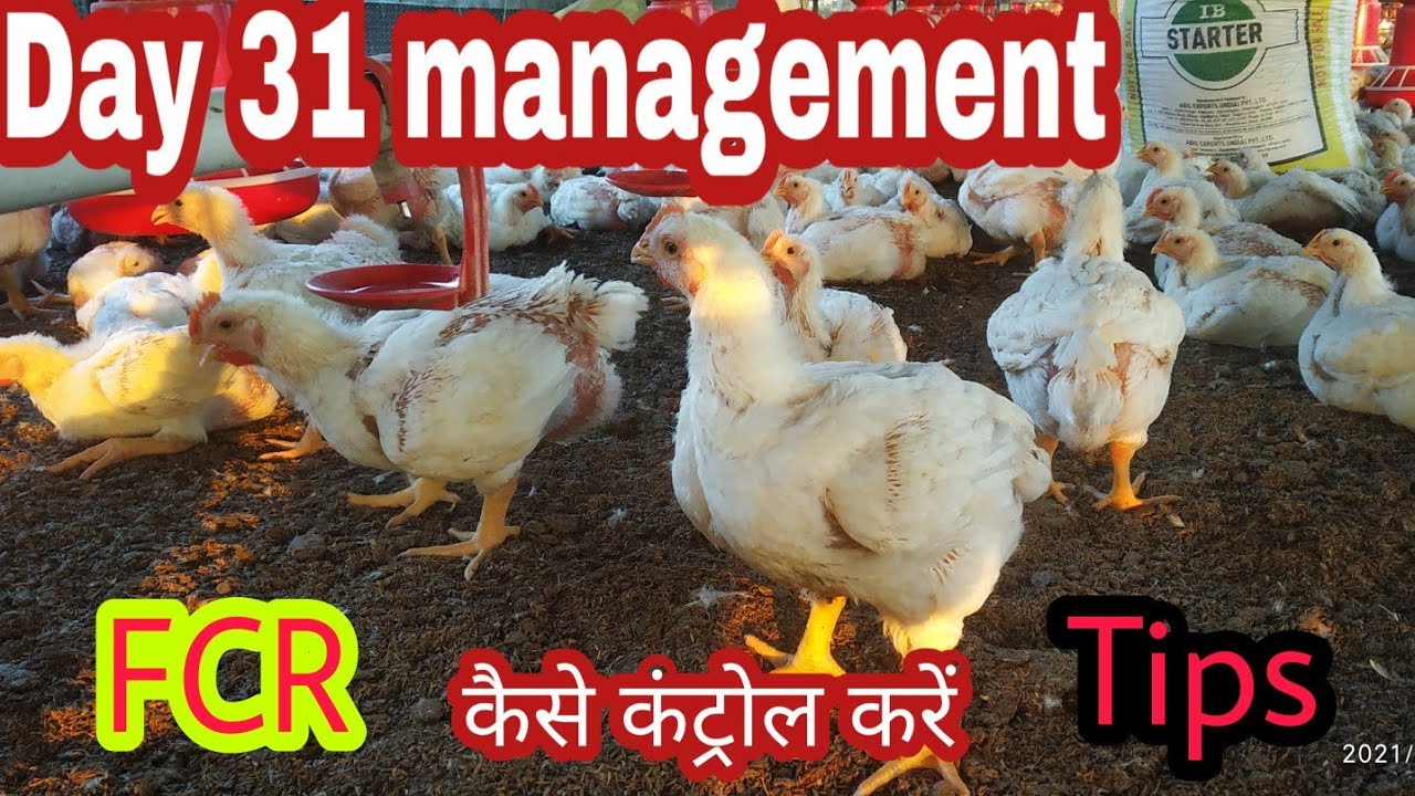 F.C.R. कैसे मेन्टेन करें || How to control FCR in poultry farming|| FCR ...