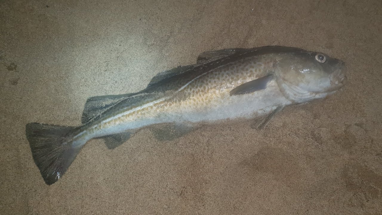 beach fishing at night at North Hornsea hunting for Big Cod with the ...