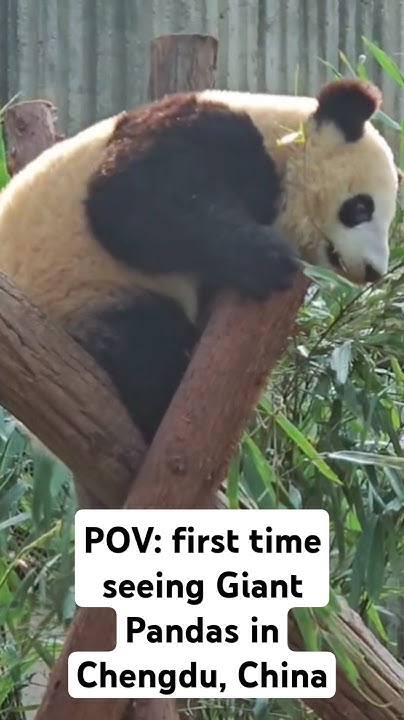 THE place to see Giant Pandas🐼 | Chengdu, China🇨🇳 | Giant Panda ...