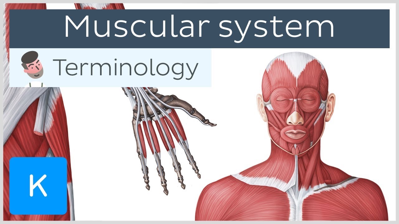 Muscular System Anatomical Terminology For Healthcare Professionals