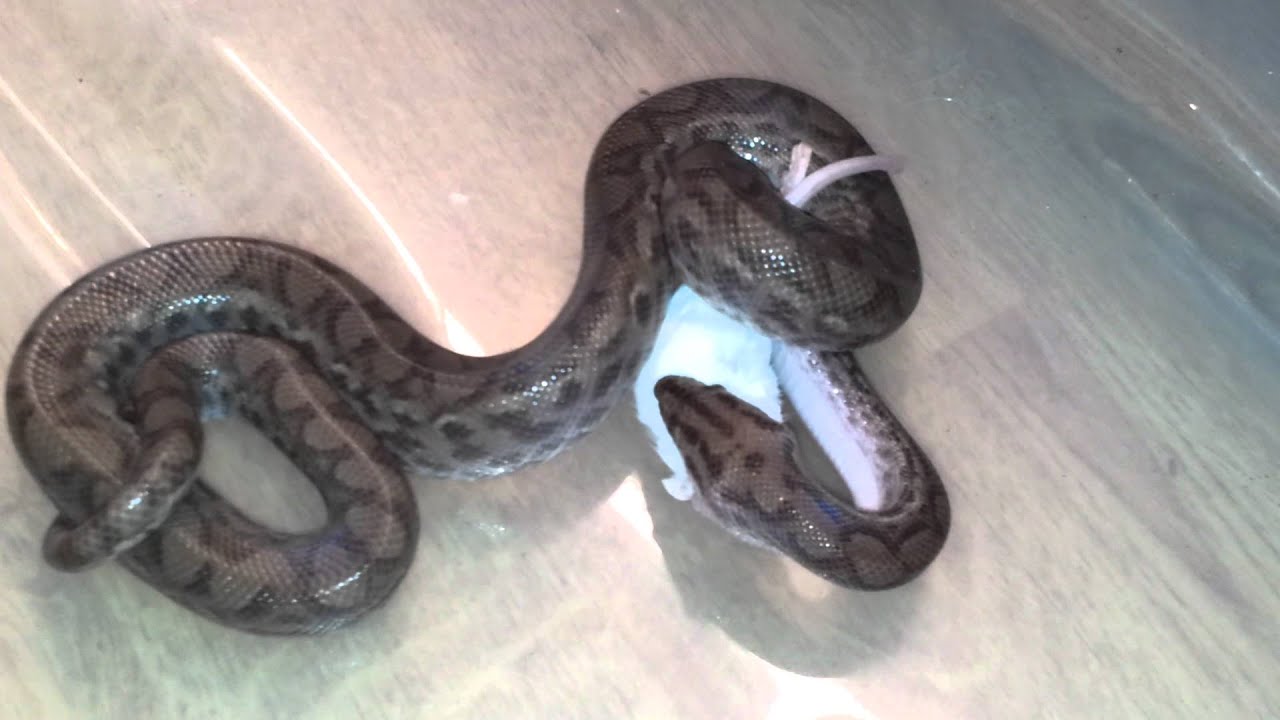 Columbian Rainbow Boa Feeding - YouTube