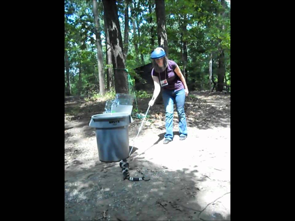 Handling Naja siamensis (Black and White Spitting Cobra) - YouTube