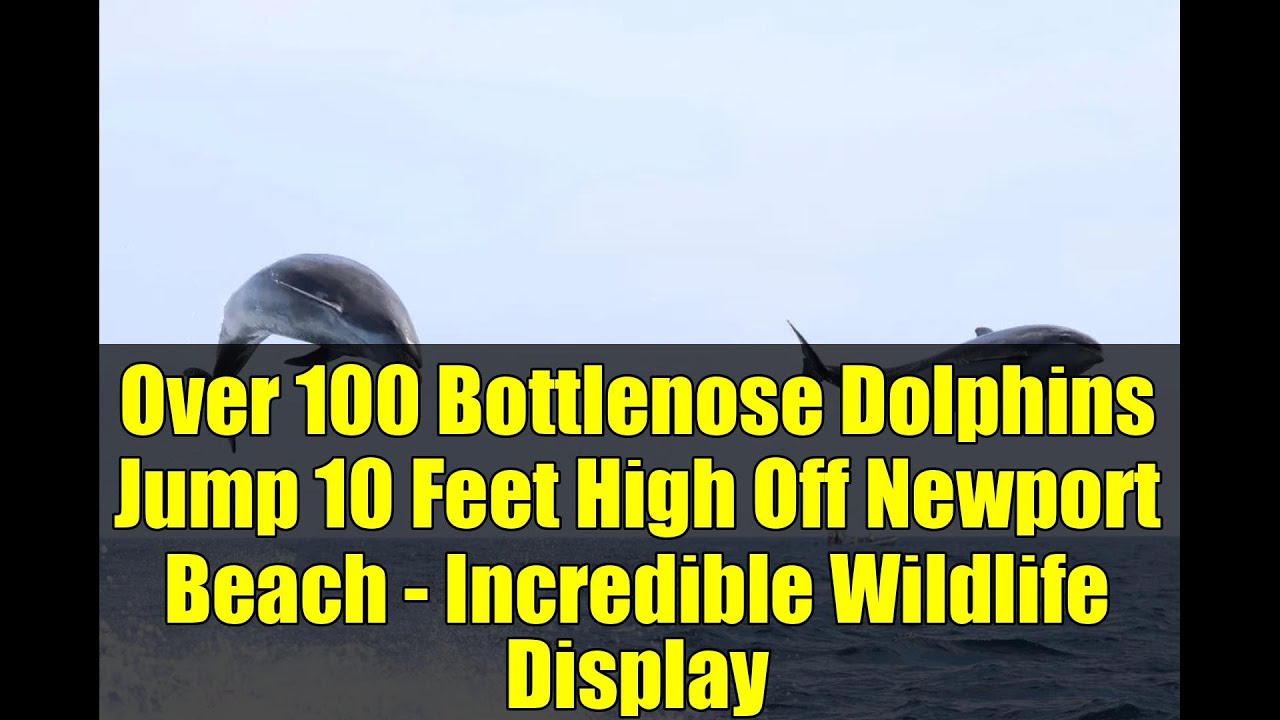 Over 100 Bottlenose Dolphins Jump 10 Feet High Off Newport Beach ...