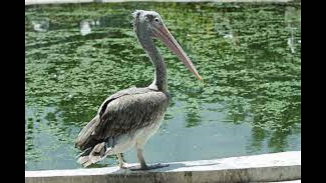 Near Threatened Spot Billed Pelican / Grey Pelican /Pelecanus ...