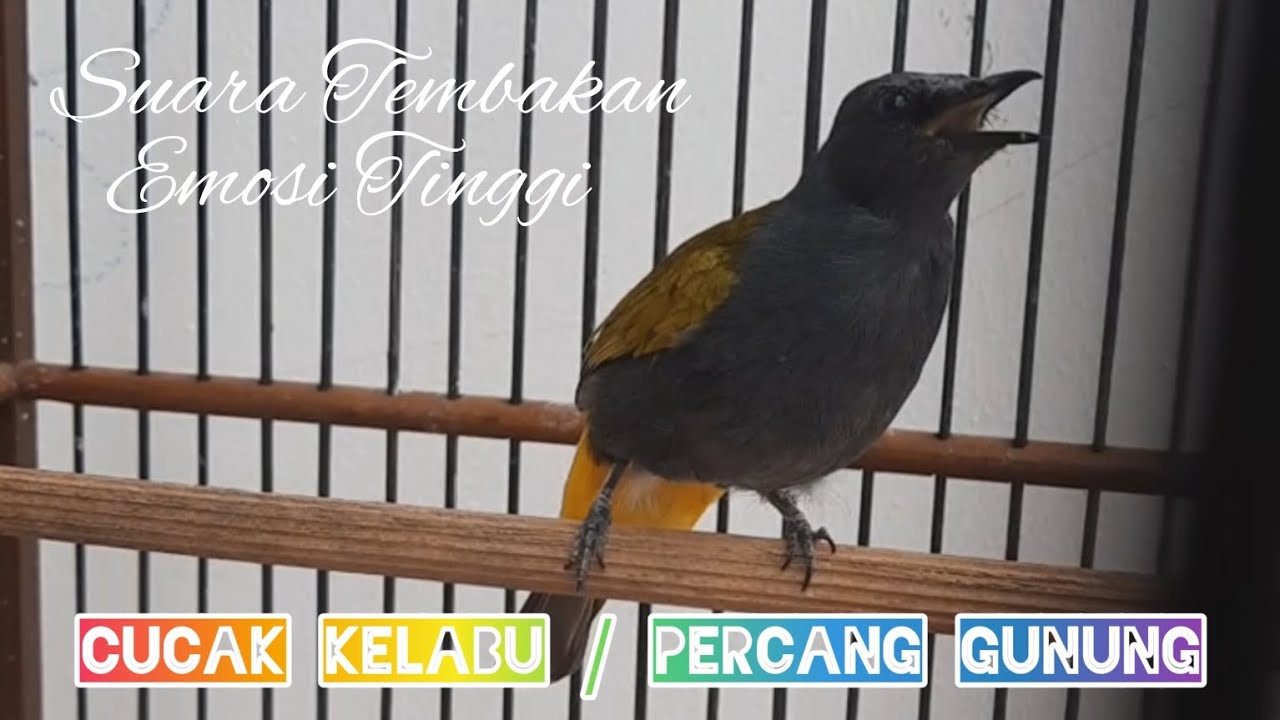 Cucak Kelabu / Percang Gunung Emosi Tinggi Membuat Burung Kicau Auto ...