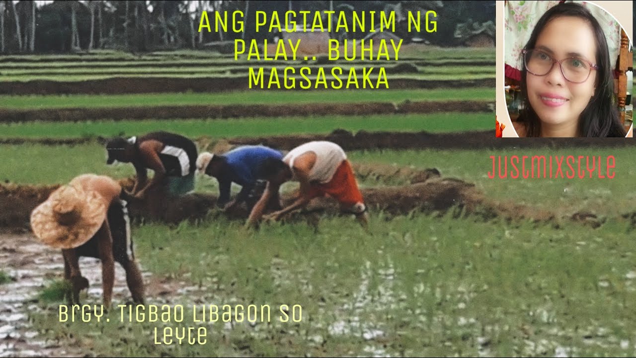 Pagtatanim ng Palay... Buhay magsasaka - YouTube