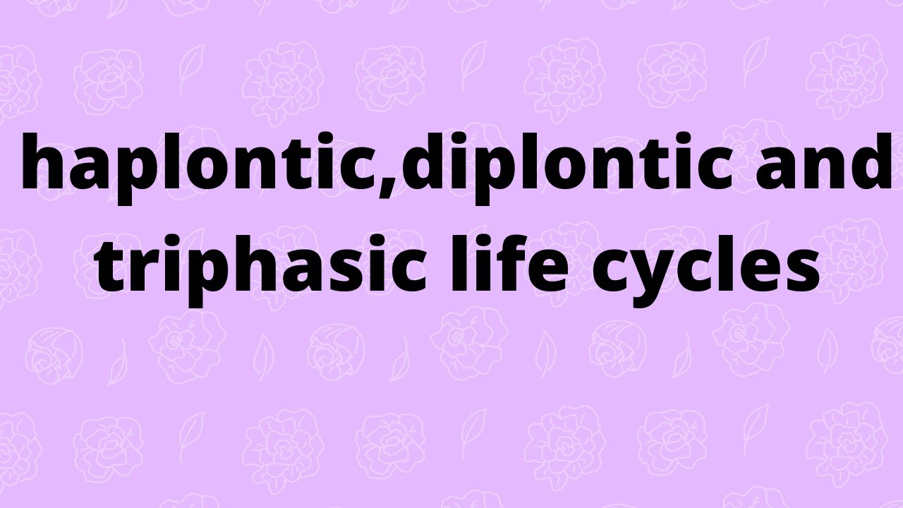 haplontic, diplontic and triphasic life cycles - YouTube