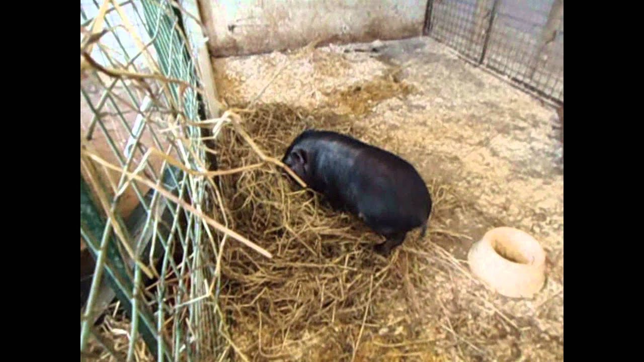 Guzoo spring and summer - YouTube