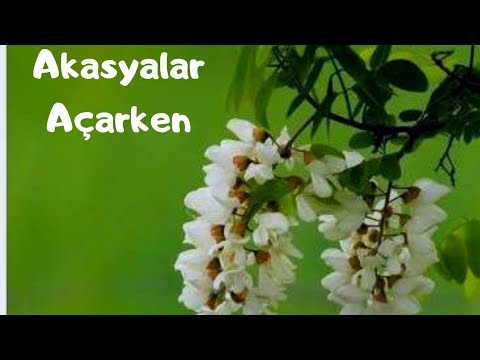 Zeki Müren - Akasyalar Açarken (Cover) Barış Görür
