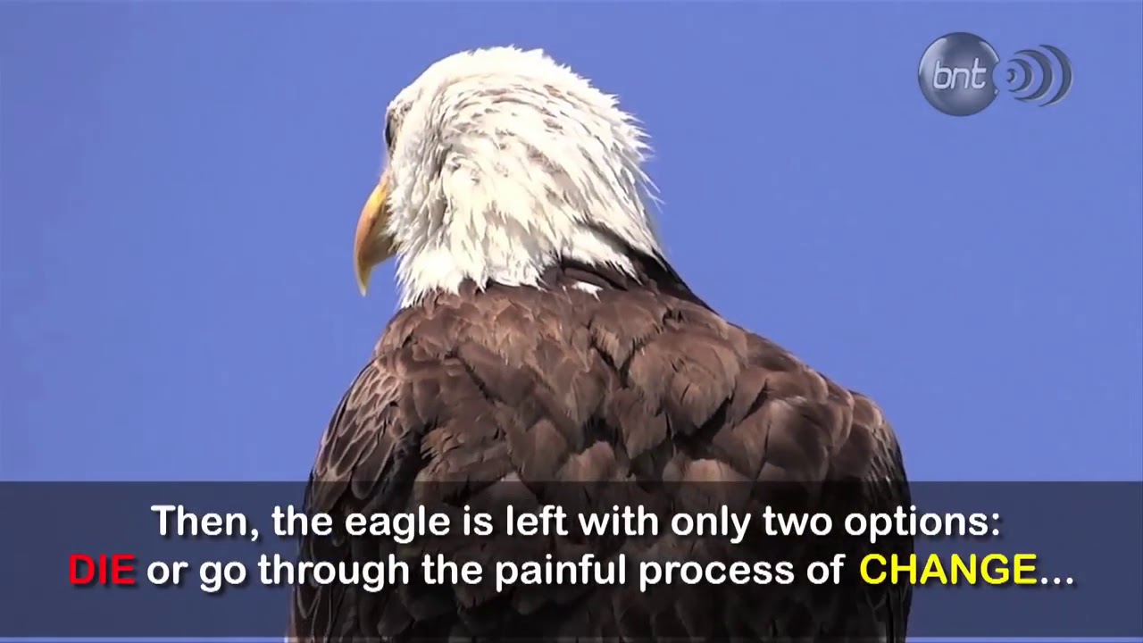 Rebirth of an Eagle a motivational video. - YouTube