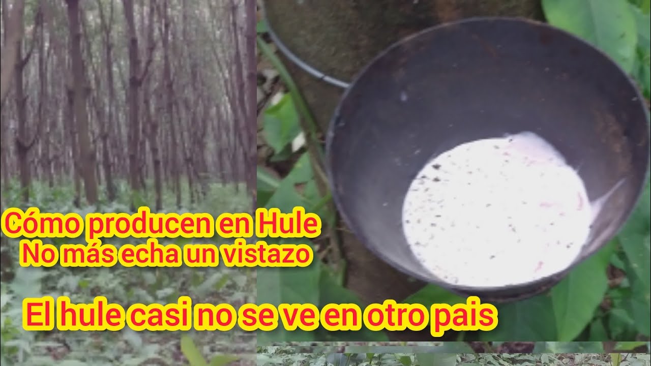 De q proviene el material del hule.? Aka está el cultivo Del Hule🌱🌱🌱 ...