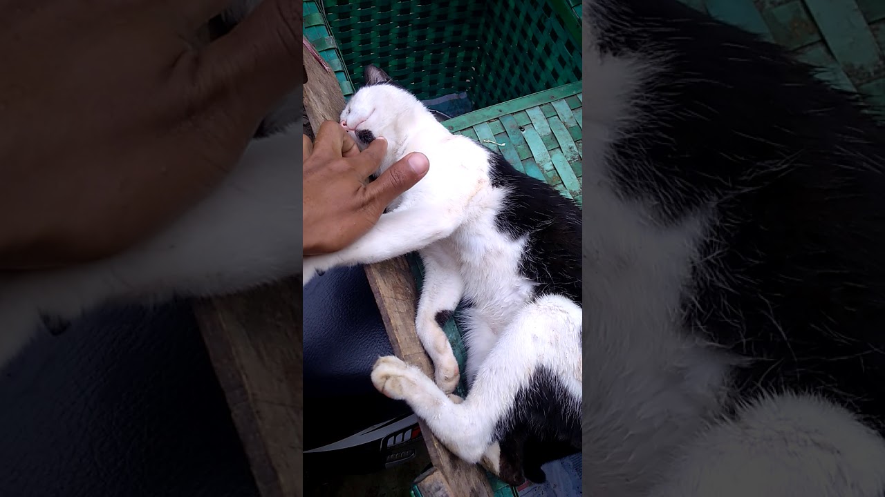 Kucing ngantuk berat😴😴 - YouTube