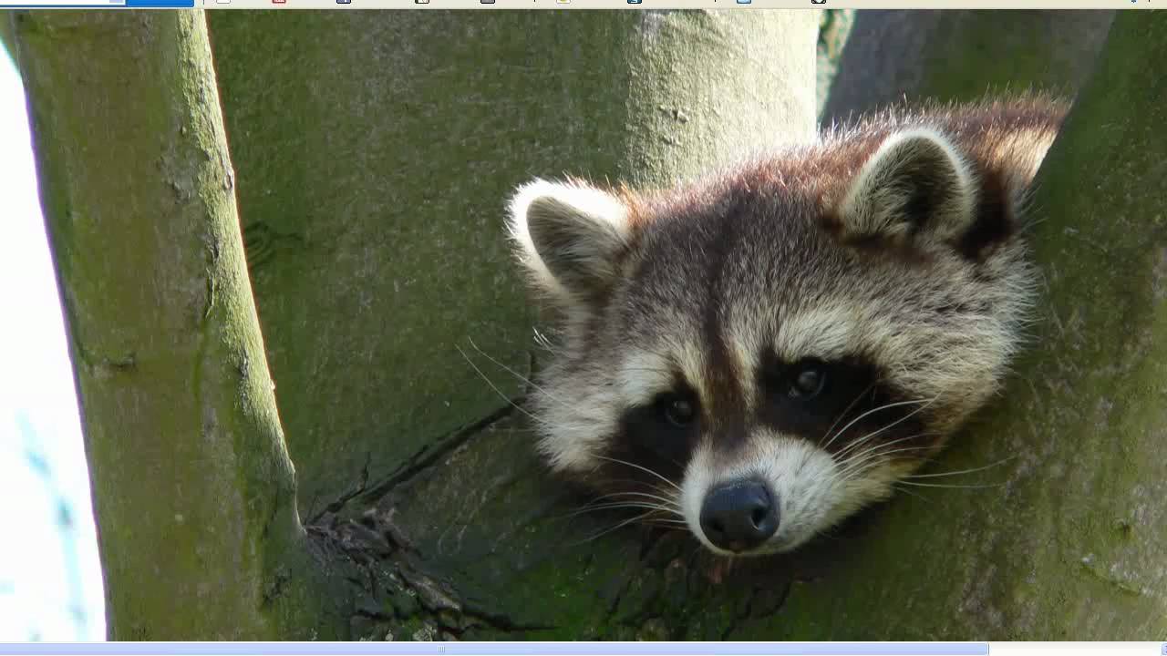 "raccoon prayer," by Lucille Clifton - YouTube