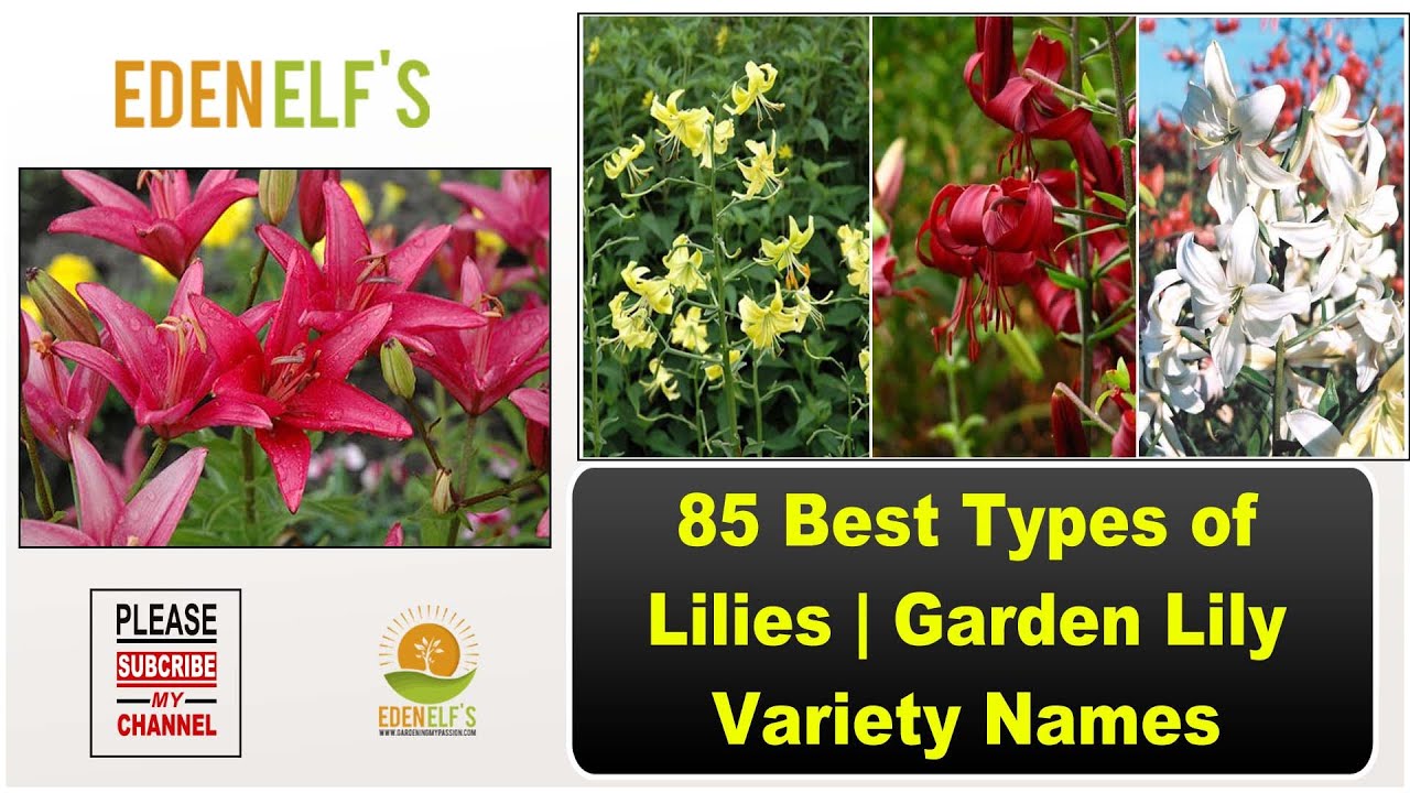 85 Best Types of Lilies Garden Lily Variety Names #Lilies #gardenlilies ...