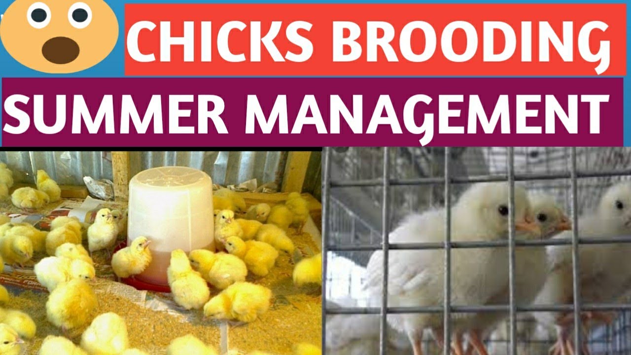 chicks brooding management in layers poultry - YouTube