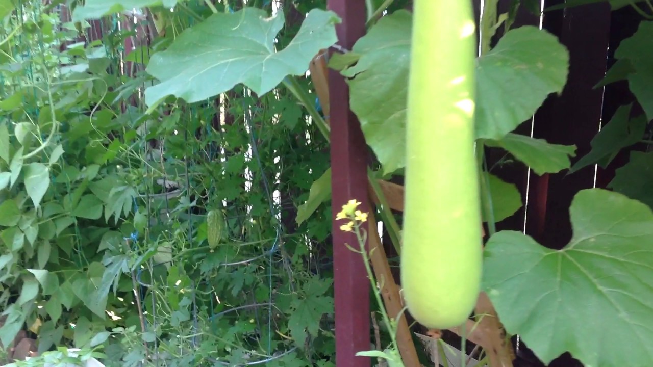 My opo plant in Toronto. - YouTube