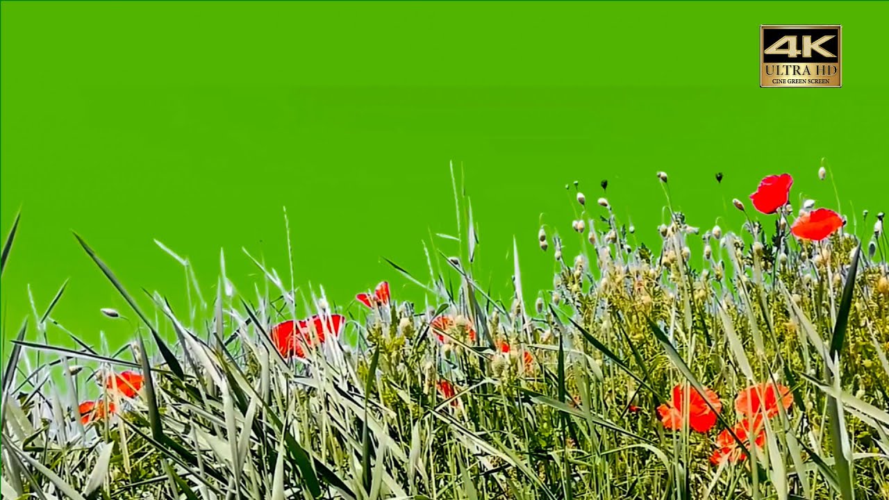 flower grass green screen 4k free download jpg - YouTube