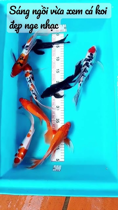 Cá koi - koi fish #tantv #cákoi #viral #shorts #funny - YouTube