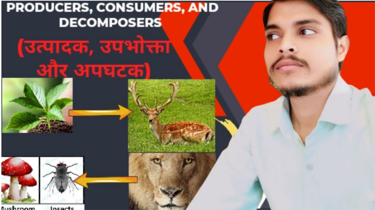 What is ecosystem? | Producers | Consumers | Decomposers || Analysis by ...