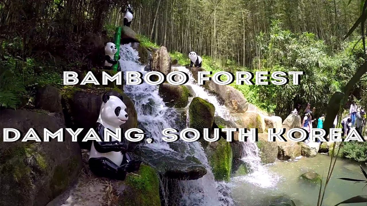 Juknokwon Bamboo Forest, Damyang, South Korea 죽녹원 - YouTube
