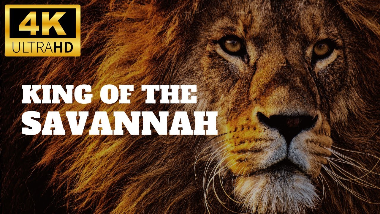 The Lion King of the Savannah | Real 4K 60FPS Wild Footage - YouTube