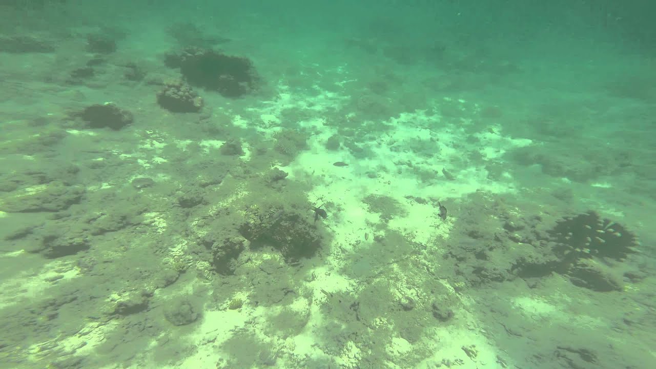 #33 Roilo, Awesome Fish Sanctuary of Looc, Romblon, Philippines - YouTube