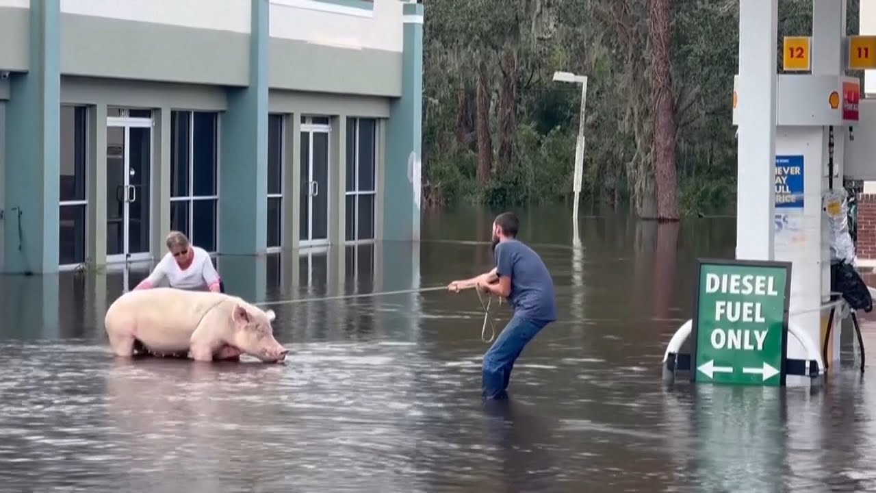 Rescuers rescue pig from flooding after Hurricane Milton - YouTube