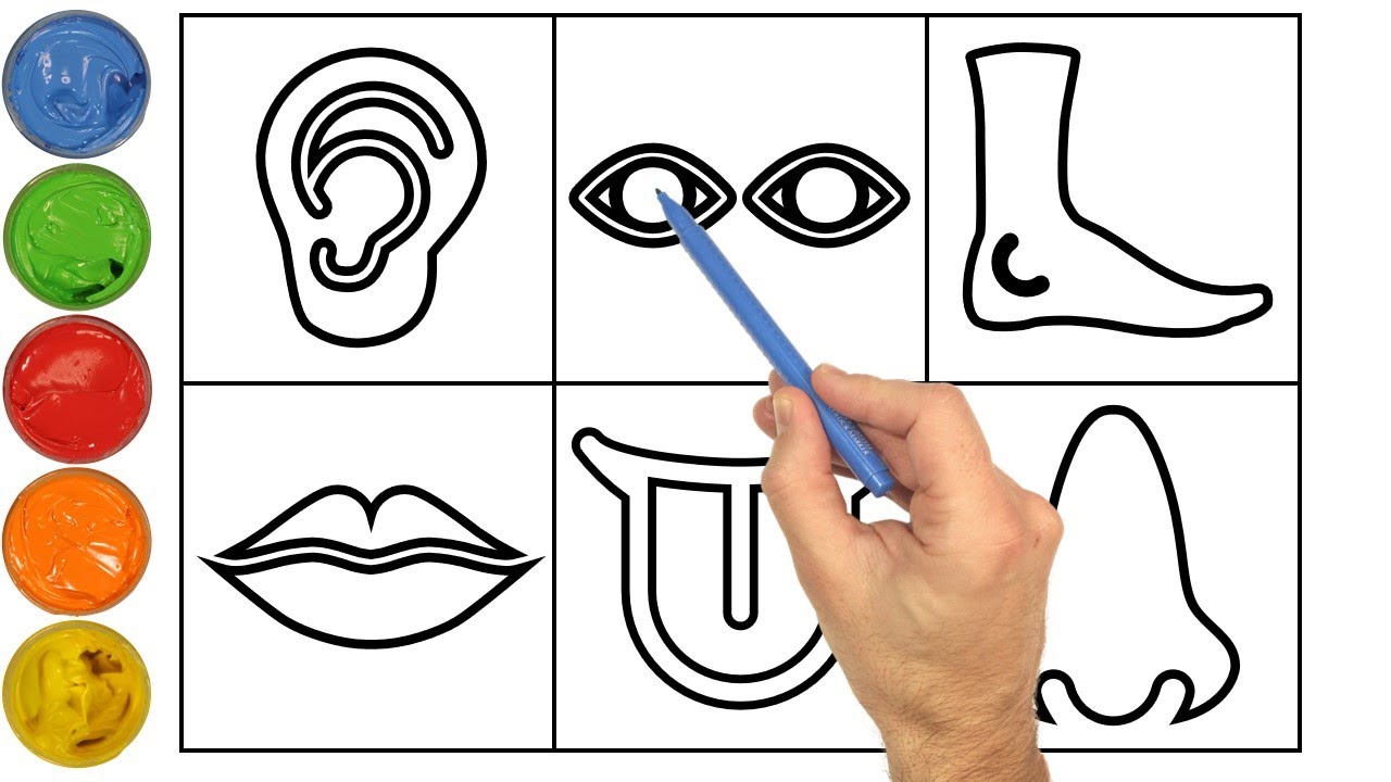 Color and Learn BODY PARTS | Drawing, Painting & Coloring for Kids ...