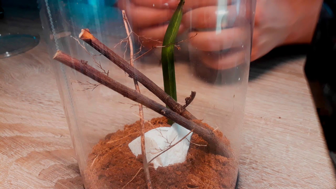 Zakładanie Terrarium dla #2-skakun Evarcha arcuata - YouTube