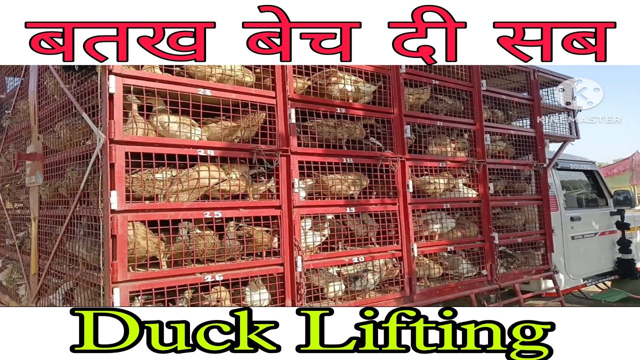 Duck Liffting, बतख कहा बेचे Duck Selling,#duck #duckfarming #बतख # ...