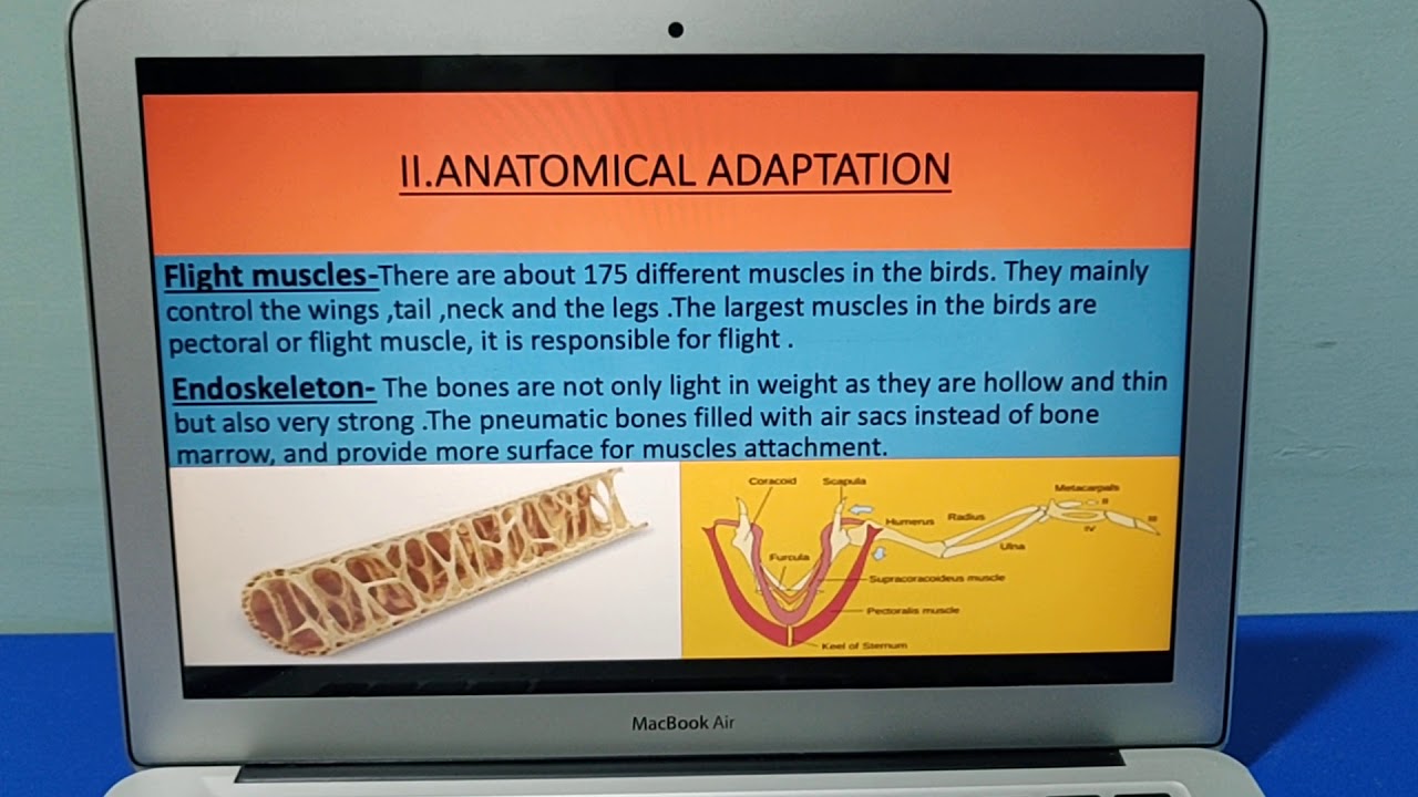 Aerial Adaptation in Birds - YouTube