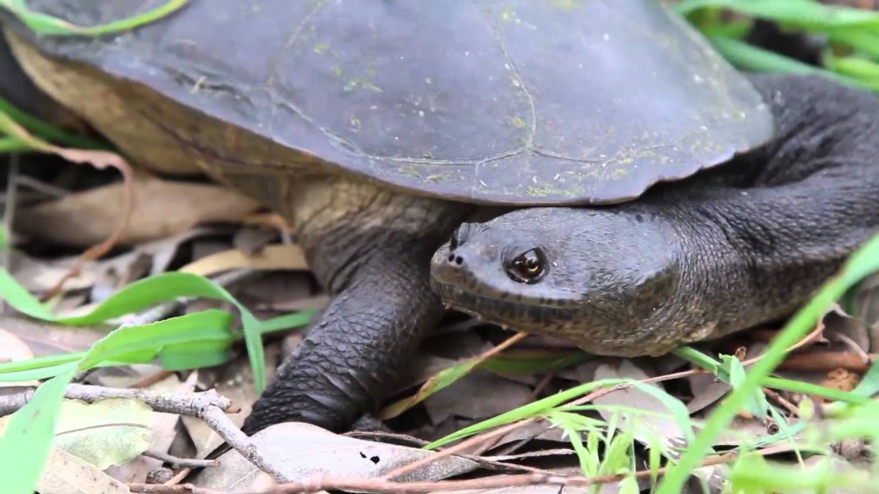 Stories of Beeliar Wetlands - Turtle - YouTube