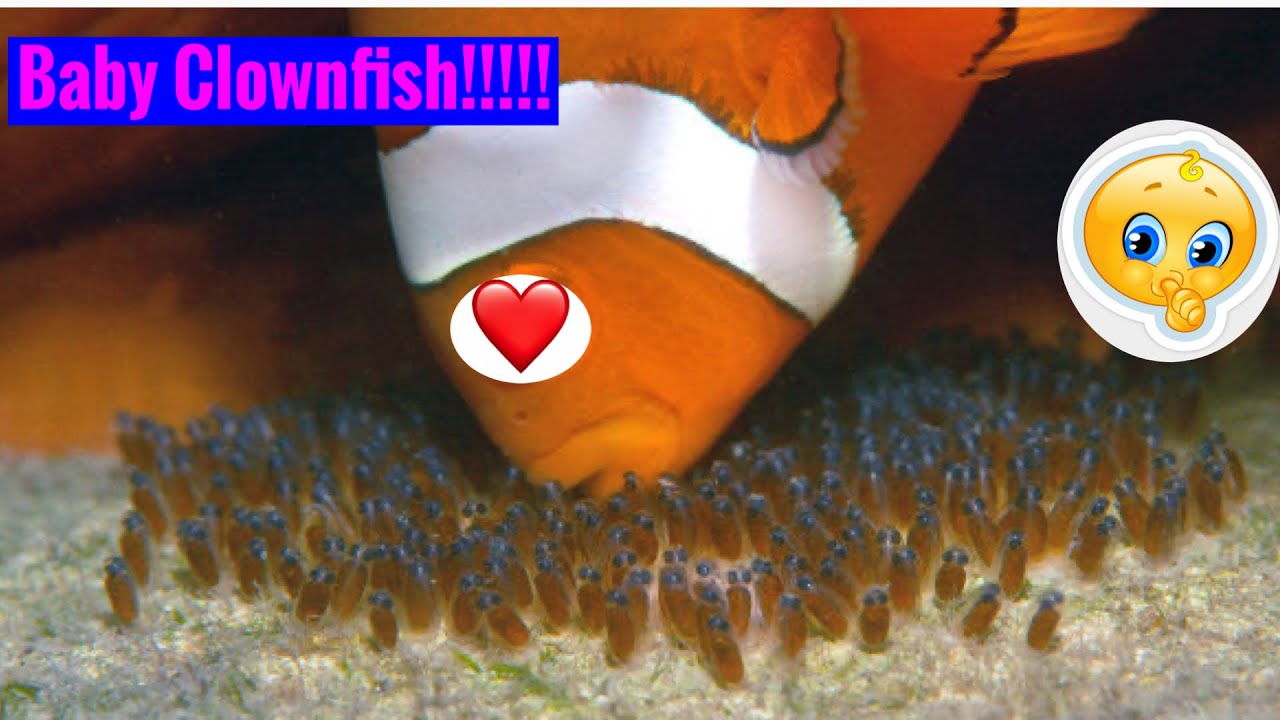 Baby clownfish!! - YouTube