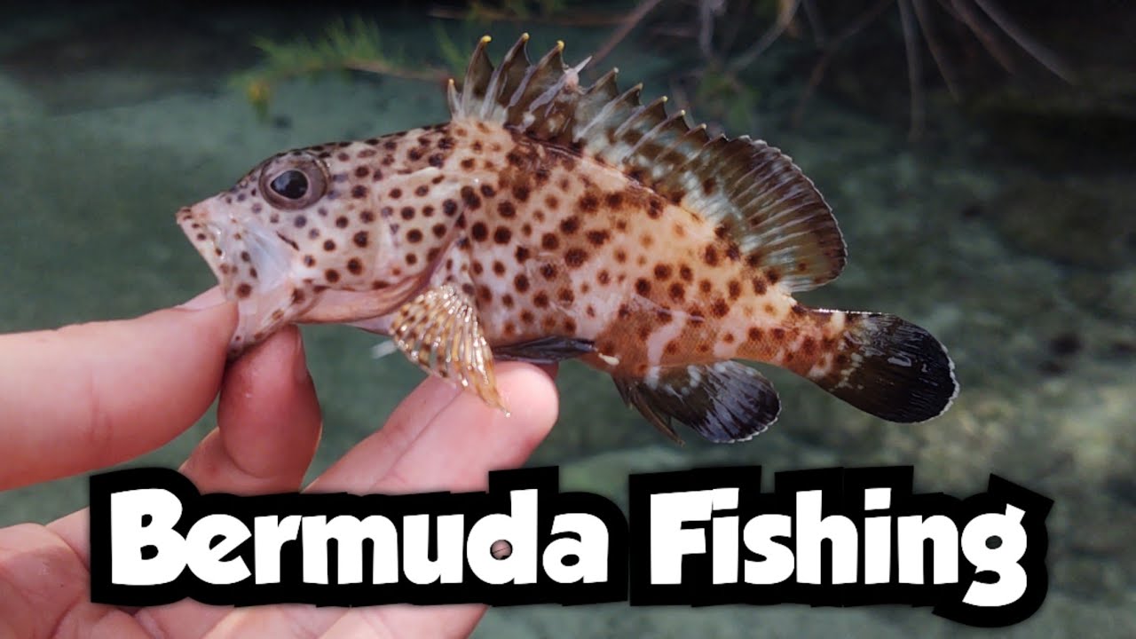 A New Species Surprises Me From Under the Rocks | Bermuda Fishing 🇧🇲 ...
