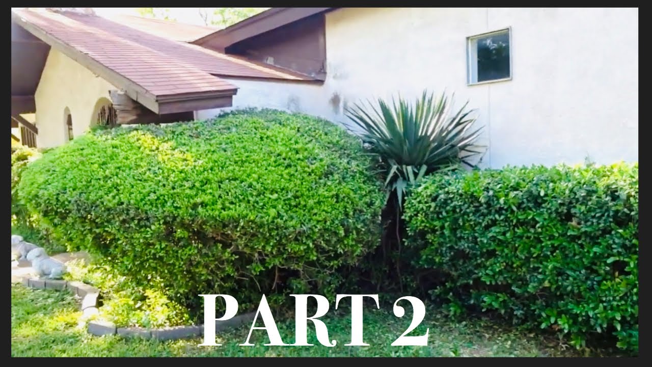 OVERGROWN GARDEN PART 2 | HEDGE TRIMMING TIME-LAPSE - YouTube
