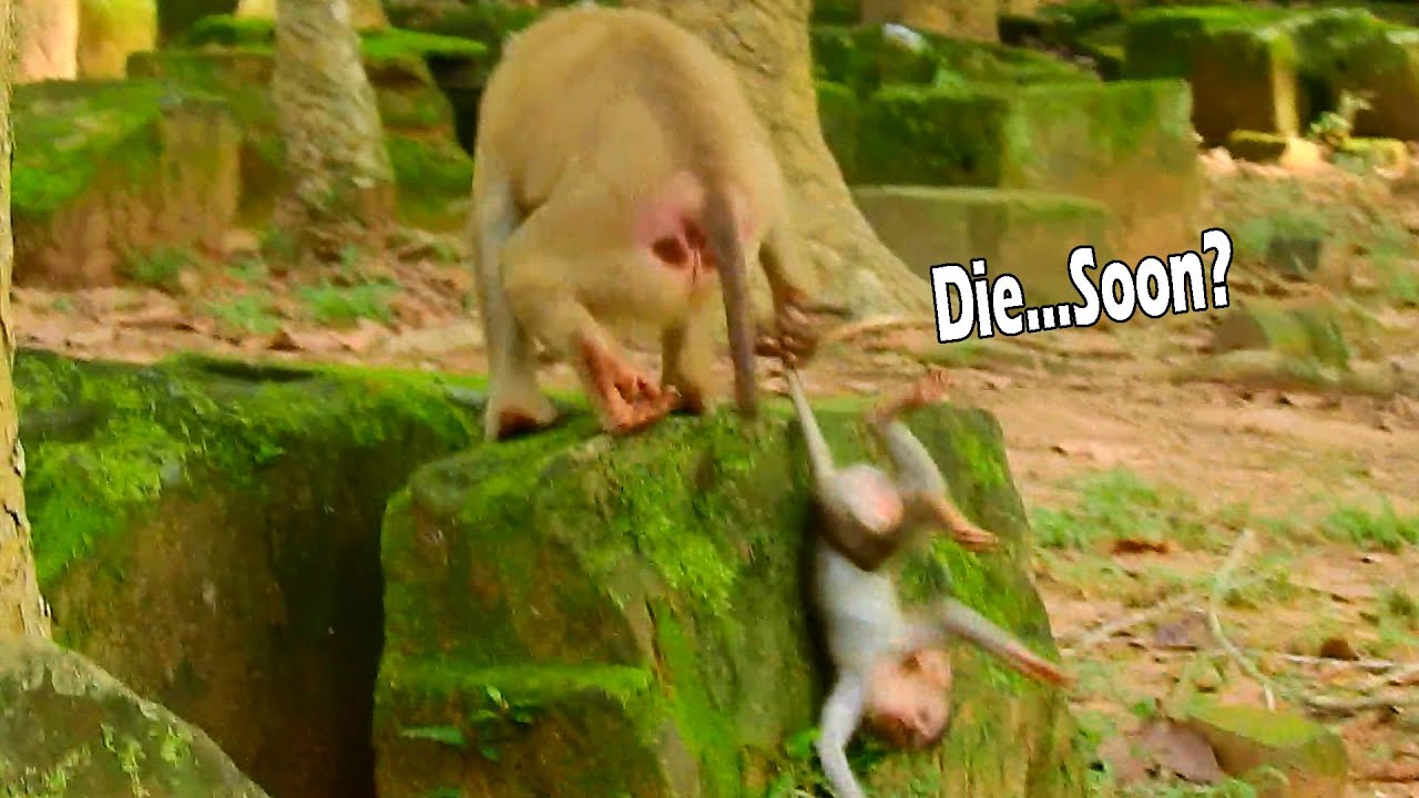 Small Monkey Cries Seizure Become Coma Mum Drag Head Hit On Stone,Rex ...