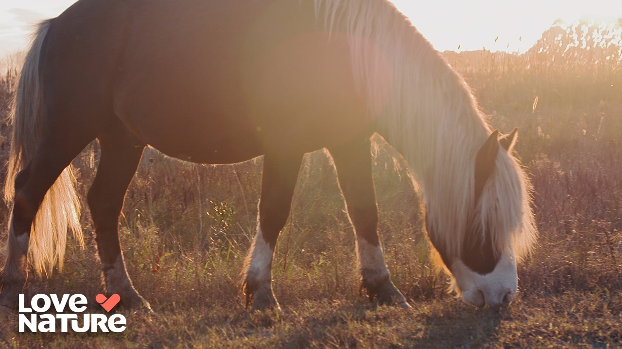 Farm Animals Get Released Into The Wild | Animal Empires 106 - YouTube