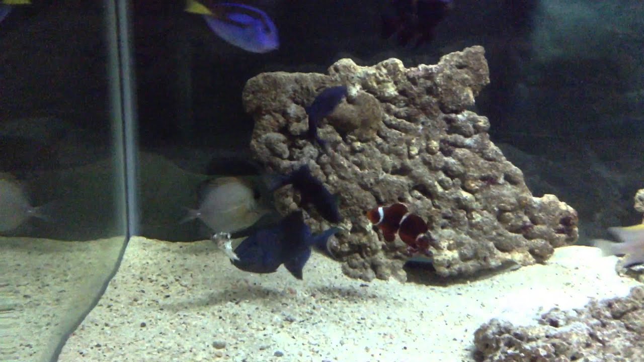 Blue Triggerfish, Piranha in the Ocean - YouTube