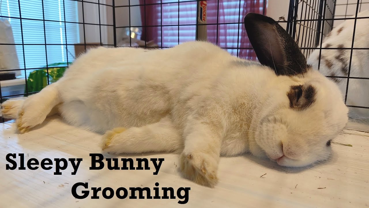 Sleepy bunny rabbit grooming himself - YouTube